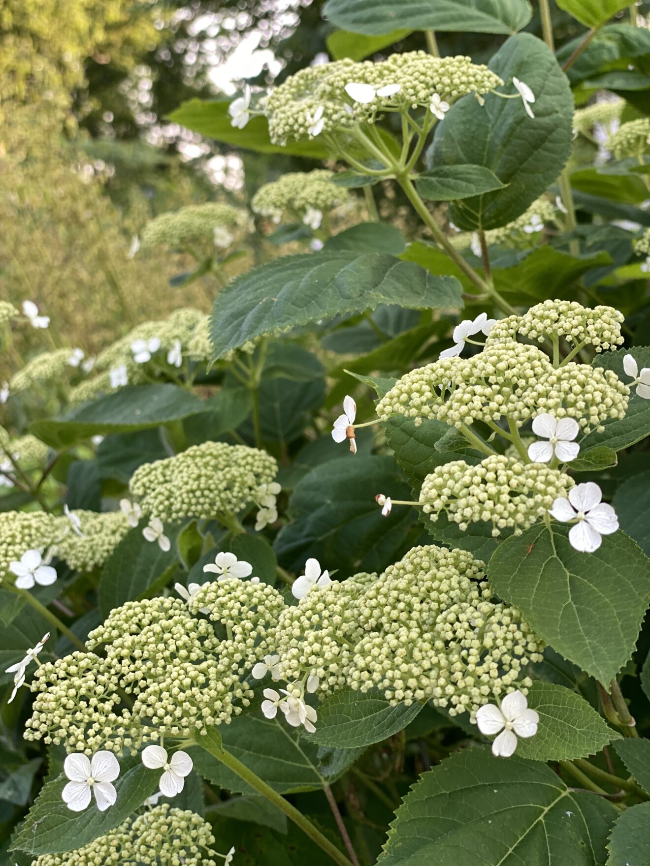 Welcome to Juneberry Plant Shop! - Juneberry Plant Shop
